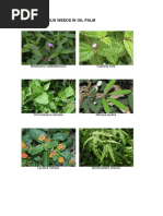 Zincop Application for Peat Oil Palm | PDF