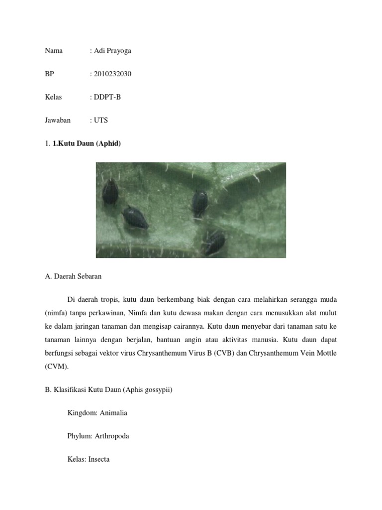 Uts DDPT-B Adi Prayoga | PDF