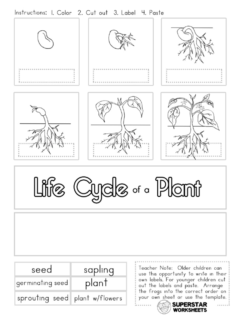 Plant Cut Paste | PDF
