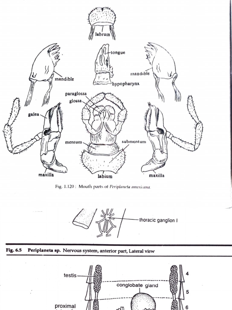 Dissection of Cockroach - DR | PDF | Organ (Anatomy) | Anatomy