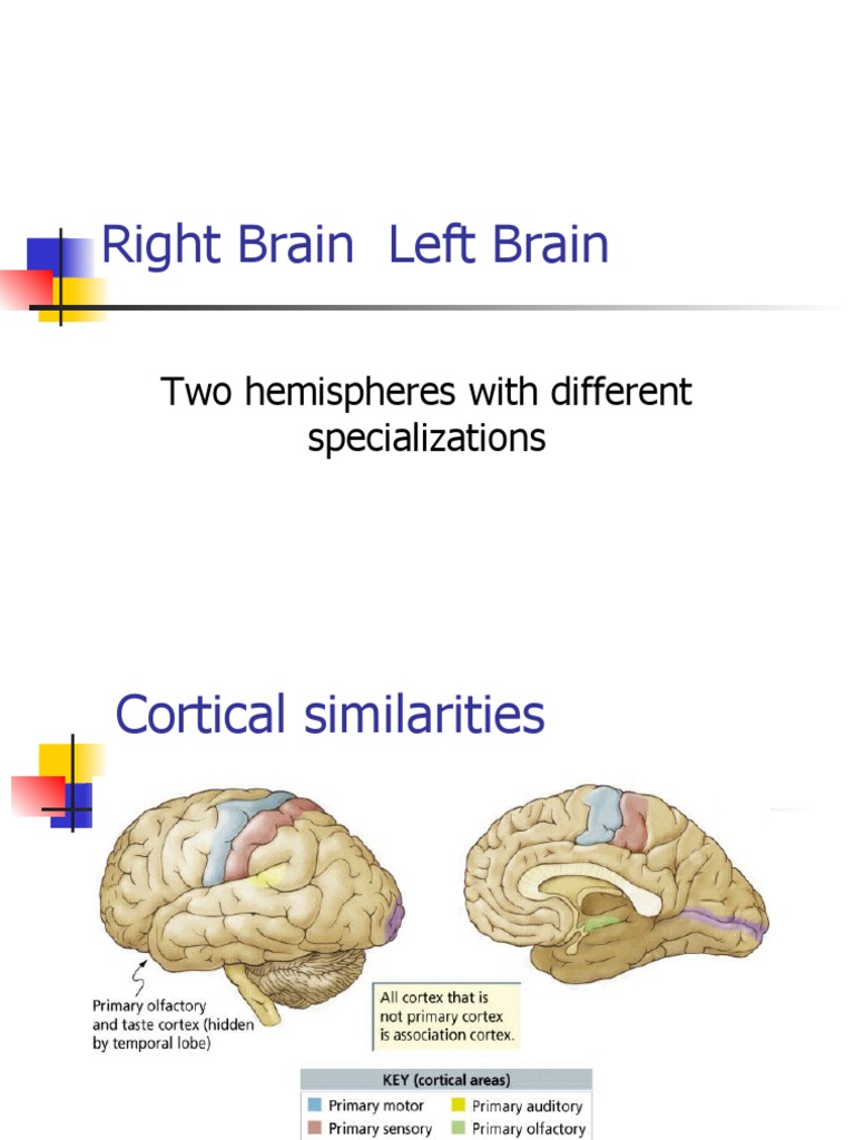 Hemispheric Specialization in the Brain | PDF | Lateralization Of Brain ...