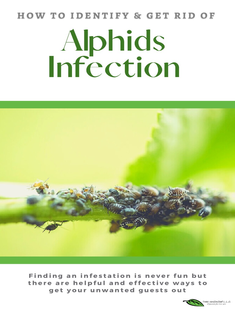Aphid Infestation: How To Identify & Get Rid of Aphids Naturally | PDF