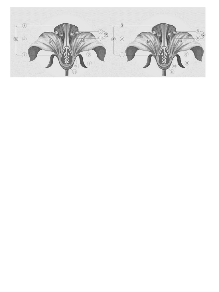 Legenda Da Flor - para Fotocopiar | PDF