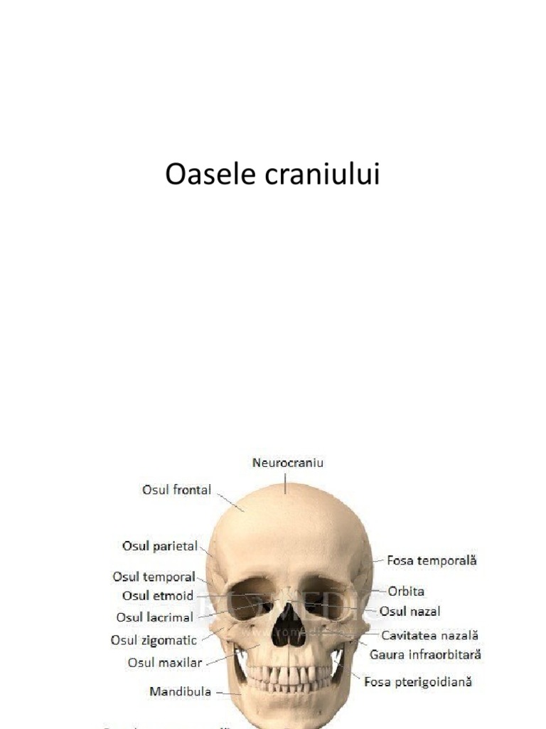 Oasele Craniului | PDF