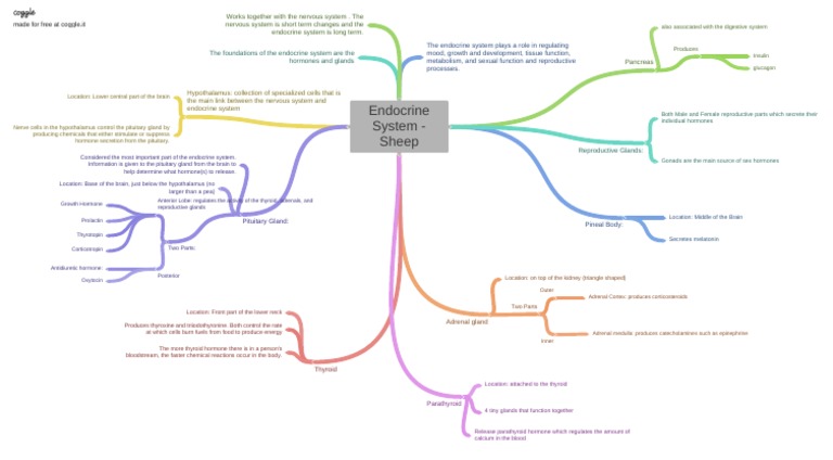 Sheep Endocrine System Overview | PDF | Endocrine System | Hormone