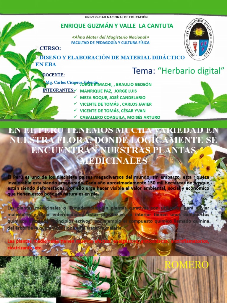 Herbario Digital | PDF | Romero | Hinojo