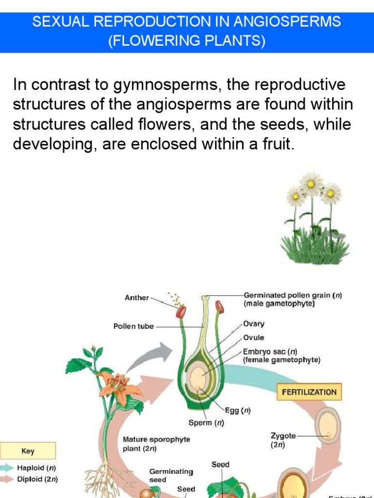 Sexual Reproduction in Angiosperms | PDF | Fertilisation | Fruit