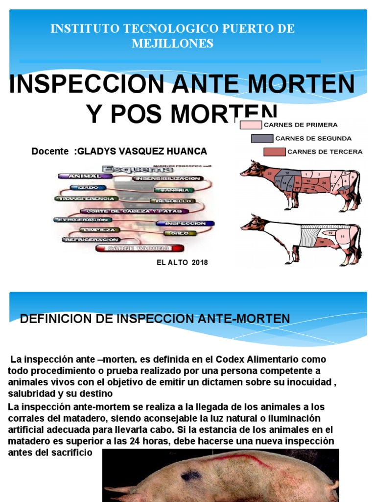 Ante Mortem y Post Mortem | PDF | Vacas | Carne