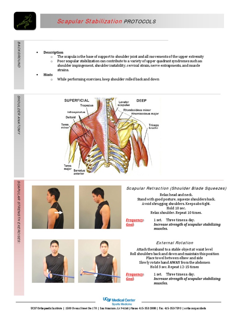 Scapular Stabilization Protocol | PDF | Shoulder | Strength Training