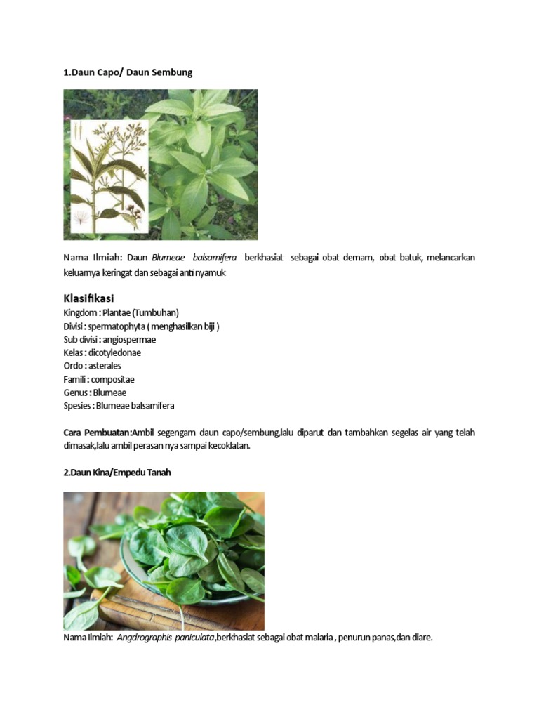 Klasifikasi: 1.daun Capo/ Daun Sembung | PDF