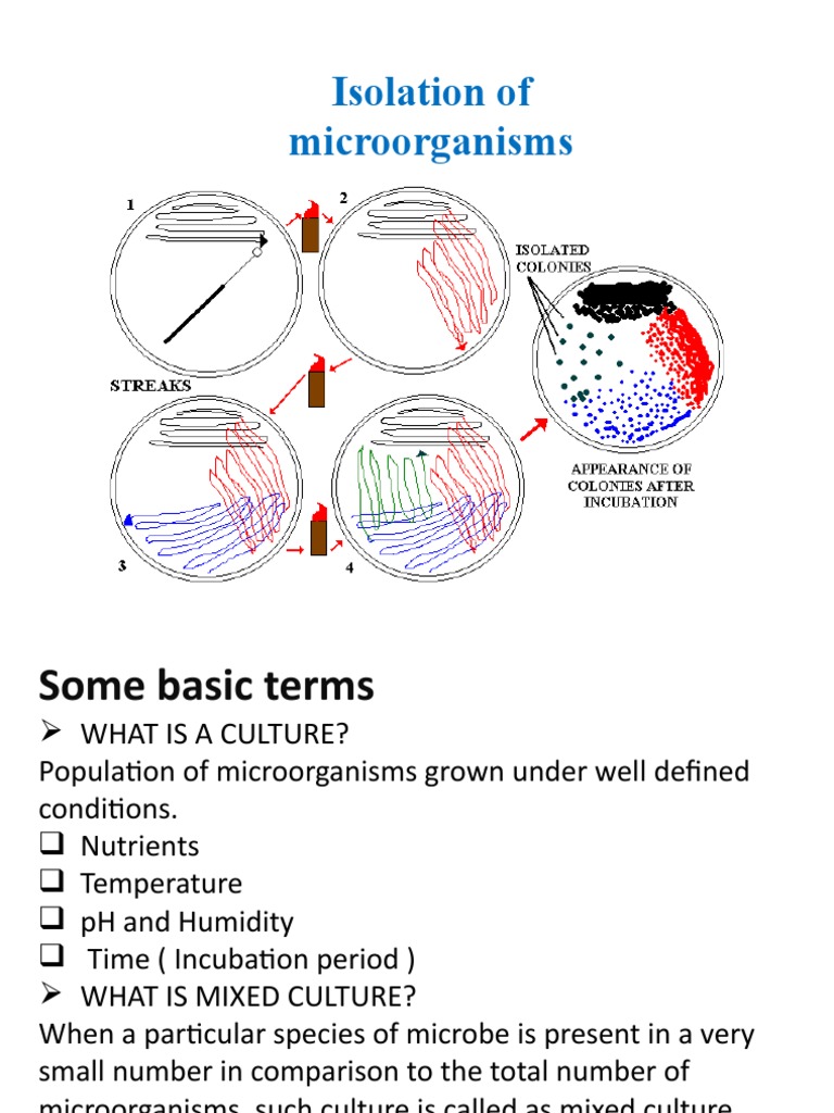 Microbial Isolation Techniques Explained | PDF | Staining | Growth Medium
