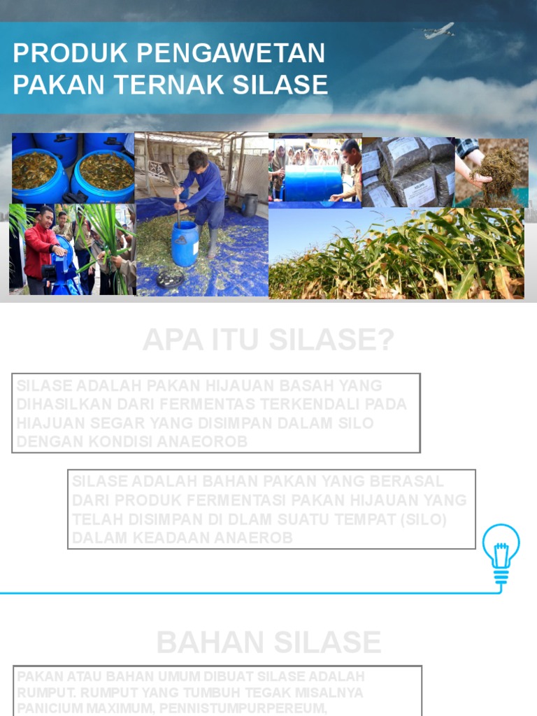 Pembuatan SILASE | PDF