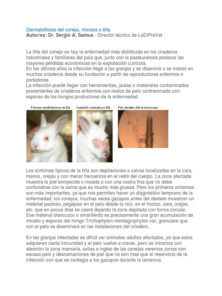 Dermatofitosis Del Conejo | PDF | Inmunología | Especialidades Medicas