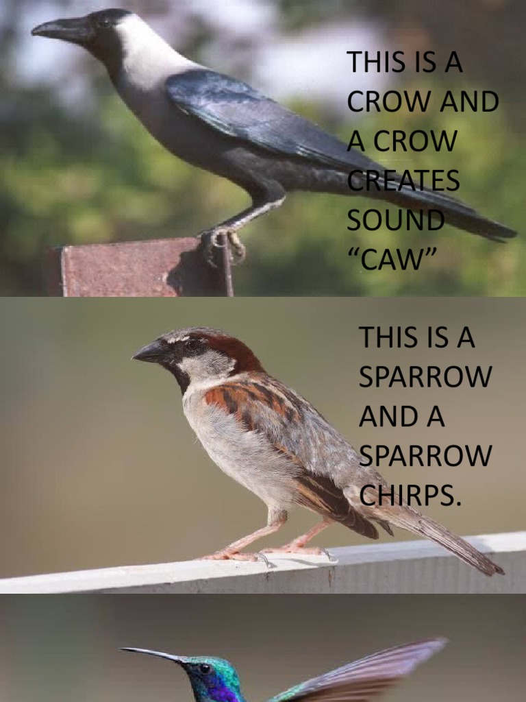 This Is A Crow and A Crow Creates Sound "CAW" | PDF