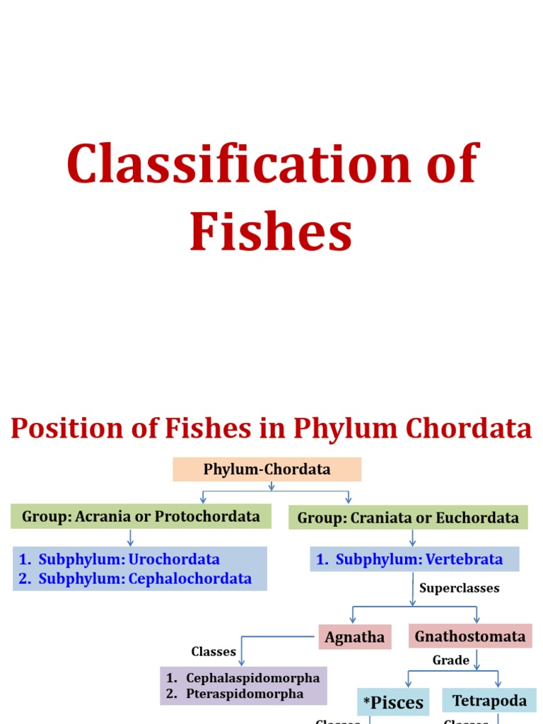 Classification of Fishes | PDF | Fish | Aquatic Animals