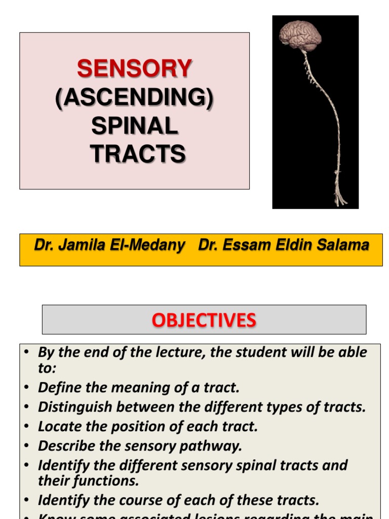 3-Ascending Tracts of Spinal Cord | PDF | Neuroanatomy | Nervous System
