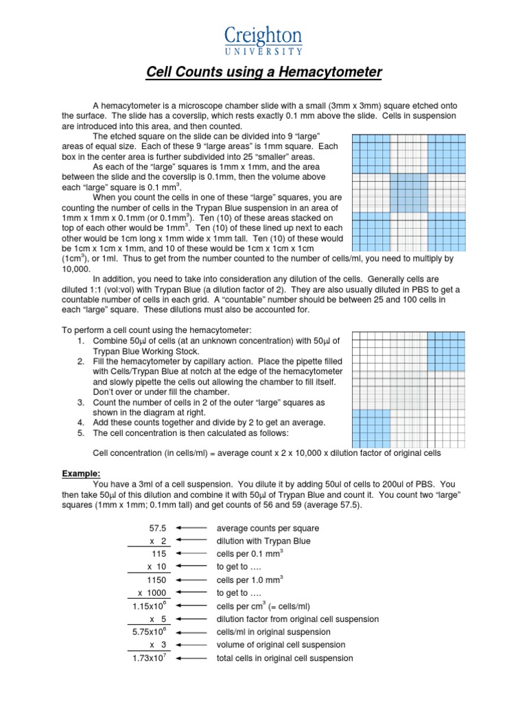 Cell Counts Using A Hemacytometer: Example | PDF | Laboratory Equipment ...