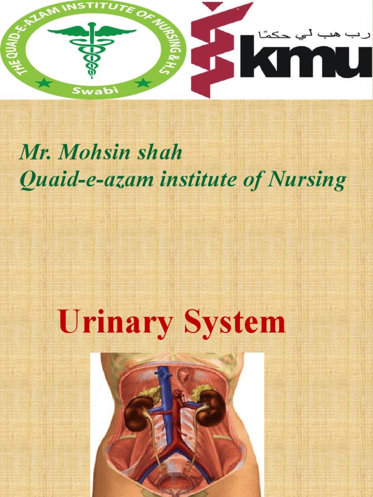 Anatomy of the Urinary System | PDF | Kidney | Urinary Bladder