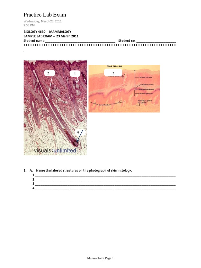 Mammalogy Practice Lab Exam | PDF | Zoology | Dental Anatomy
