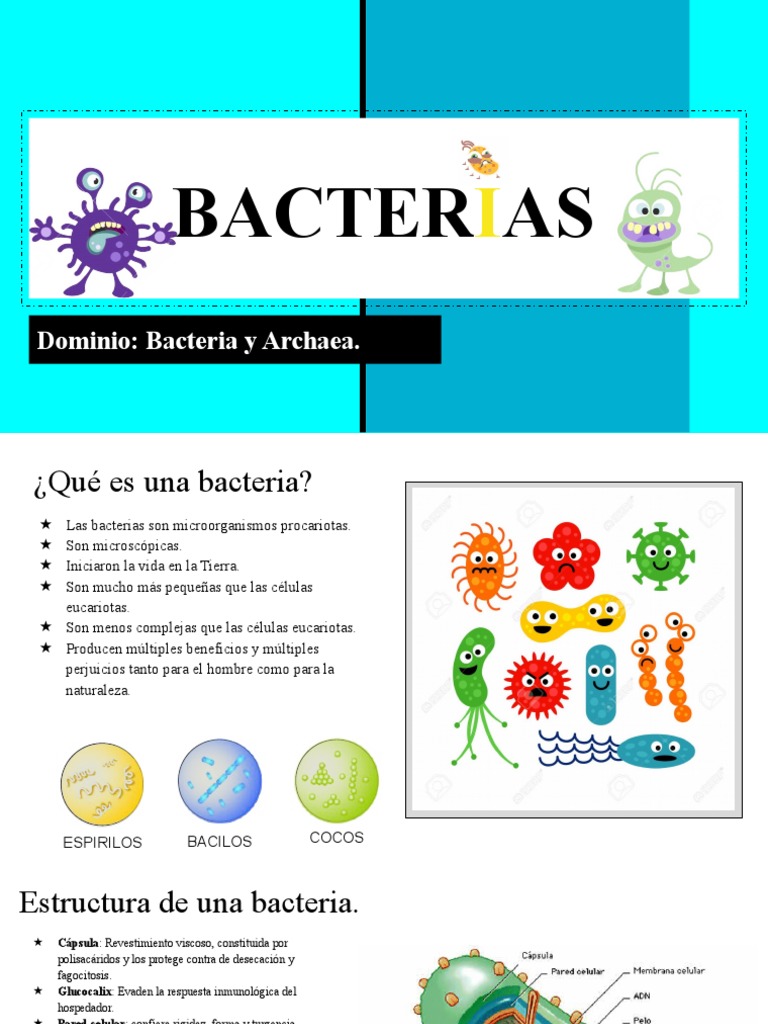 Estructura y funciones de las bacterias | PDF | Las bacterias ...