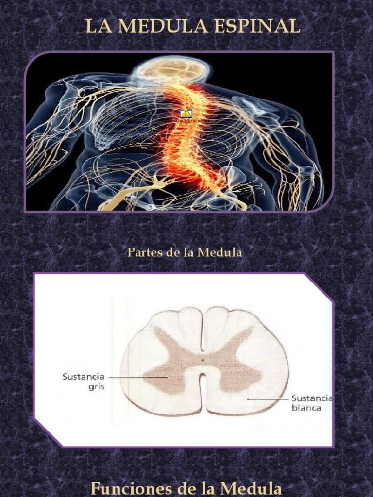 Diapositiva Sobre La Medula Espinal | PDF