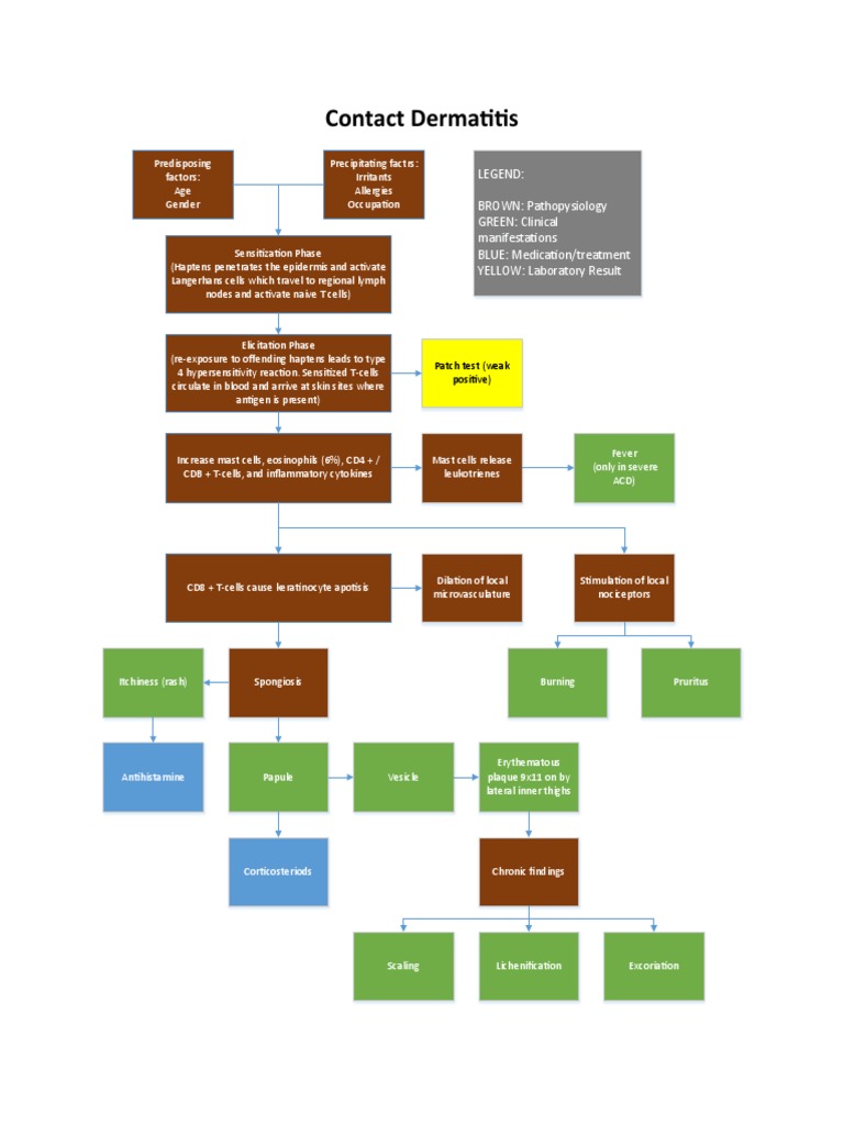 Contact Dermatitis Concept Map | PDF | Dermatitis | Anatomy