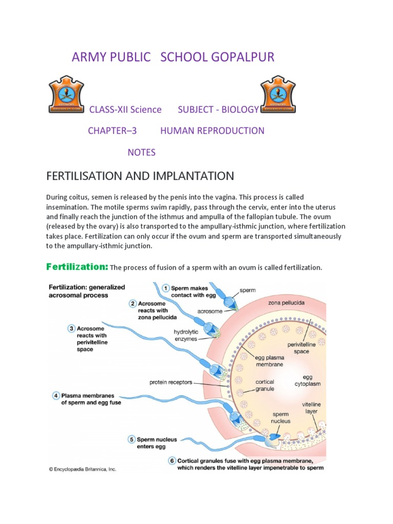 Fertilization and Implantation Notes | PDF | Fertilisation | Lactation