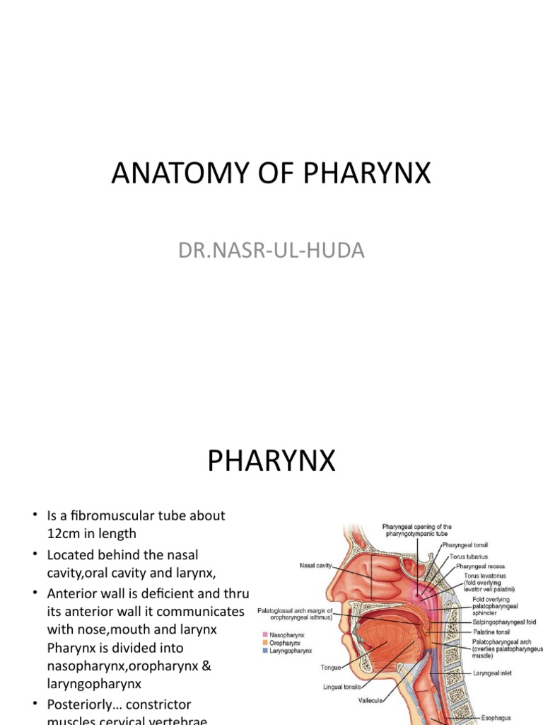 Anatomy of Pharynx | PDF | Human Anatomy | Human Head And Neck