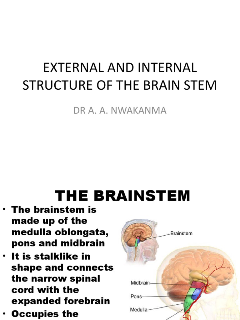 External and Internal Structure of The Brain Stem | PDF | Brainstem | Cerebellum