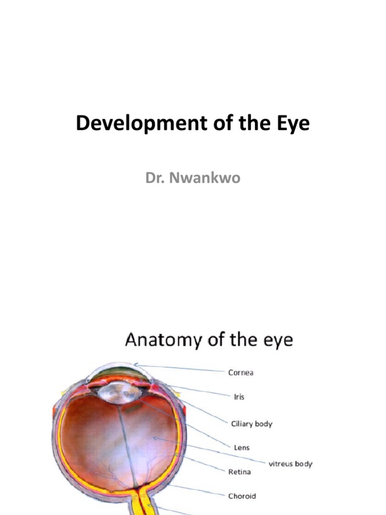 Development of The Eye-1-1 | PDF | Retina | Sensory Organs