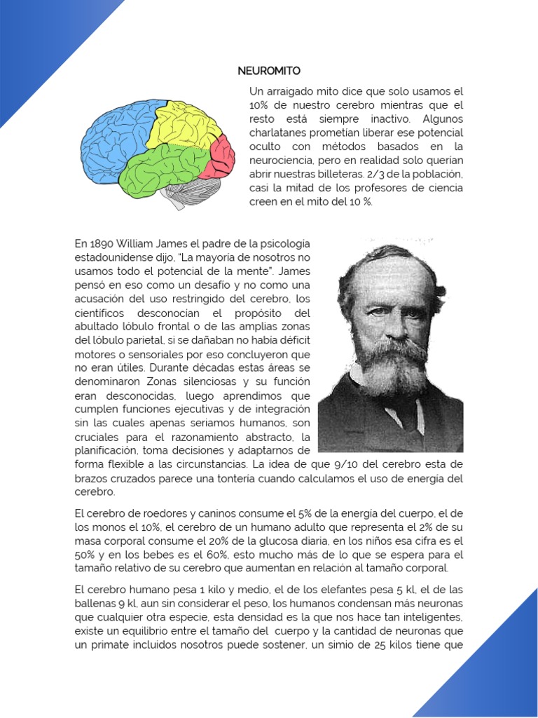 Neuromito Cerebro 10% | PDF | Neurona | Cerebro
