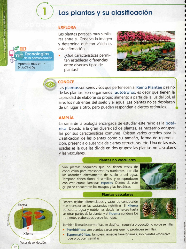 Clasificacion de Las Plantas 1 | PDF