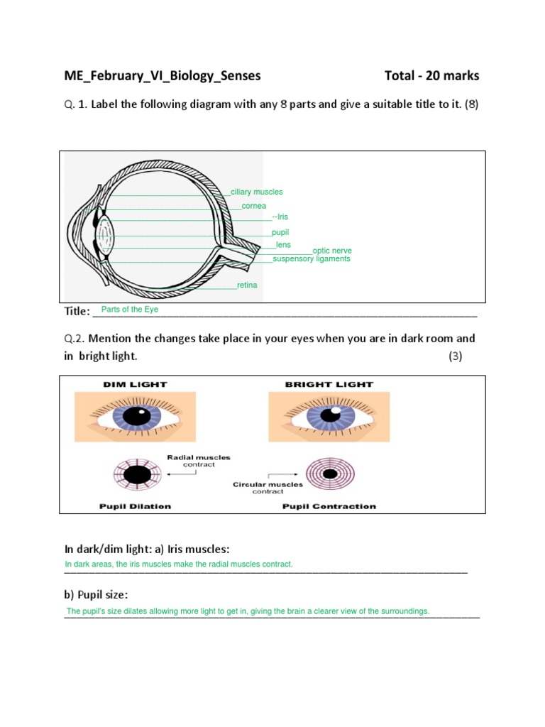 Grade 6 Biology Worksheet | PDF | Senses | Eye