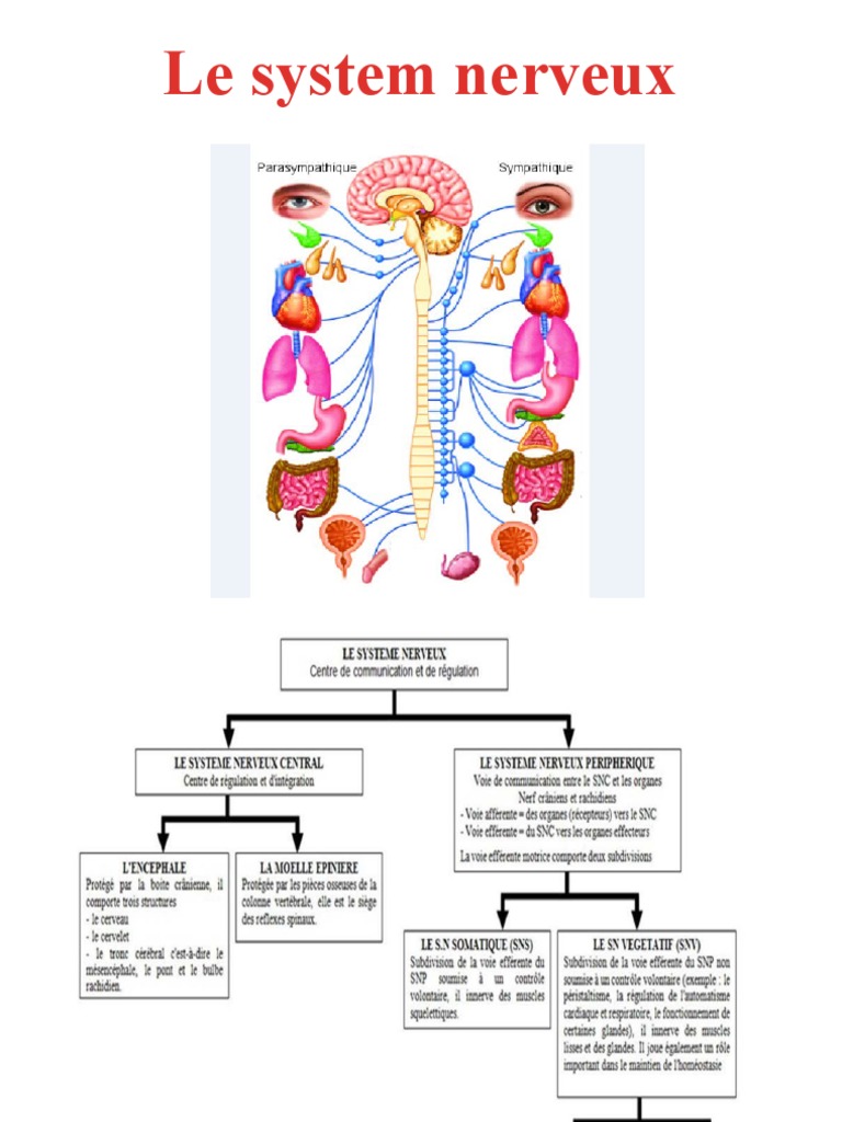 Le System Nerveux | PDF | Système nerveux | Système nerveux central