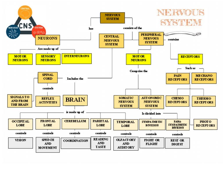Central Nervous System Concept Map (Ling) | Download Free PDF | Nervous ...