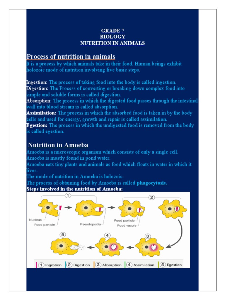 Nutrition in Animals Notes | PDF | Digestion | Ruminant