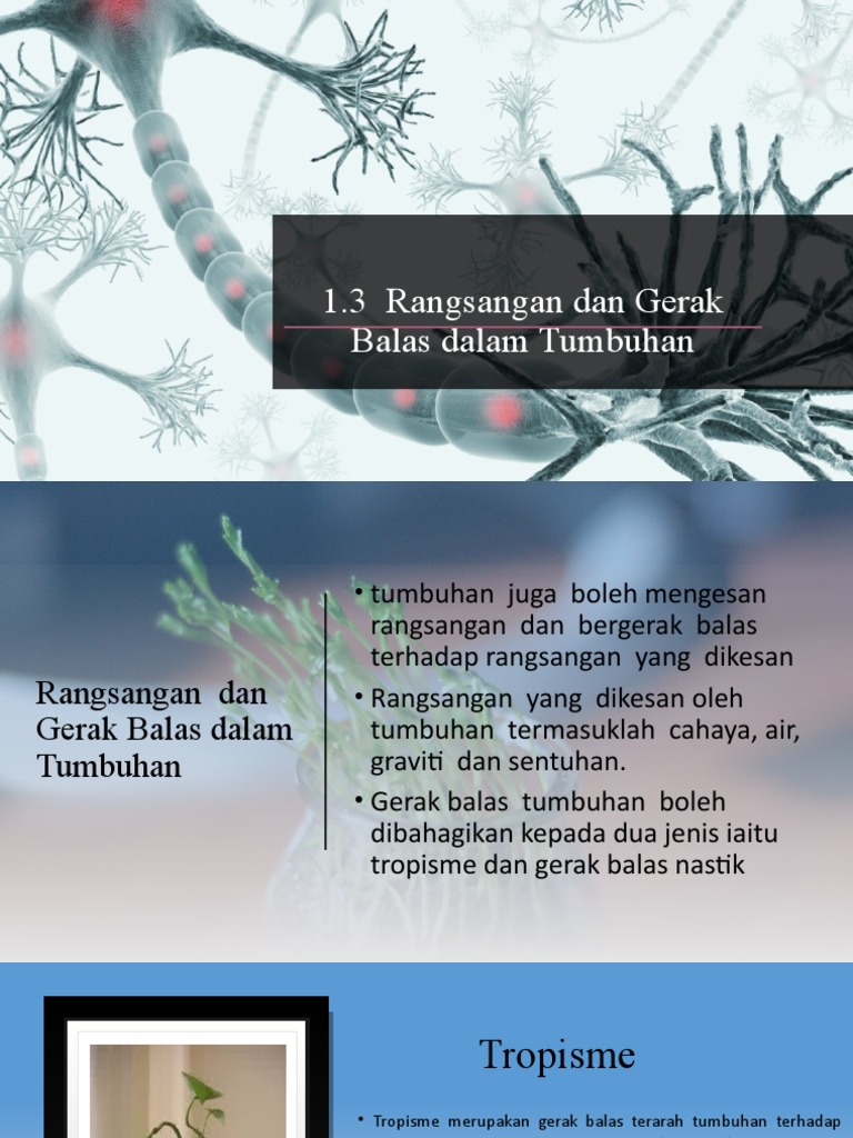 1.3 Dan 1.4 Rangsangan Tumbuhan Dan Haiwan | PDF