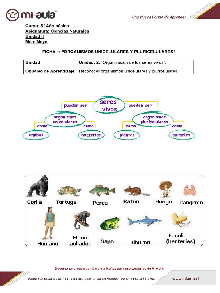 Ficha 1 Organismos Unicelulares y Pluricelulares 102931 20210513 ...