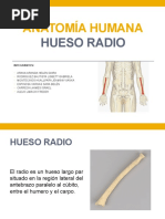 Términos de Lateralidad en Anatomía | PDF | Términos anatómicos de ...