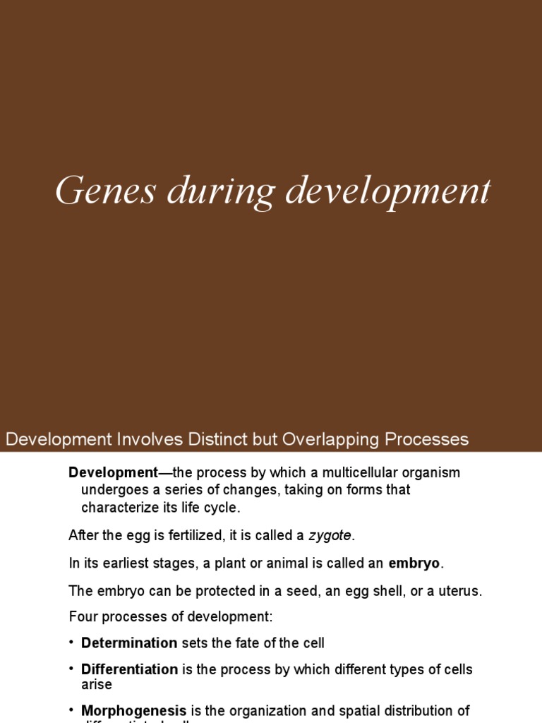 Genes Development Final | PDF | Developmental Biology | Cell Potency