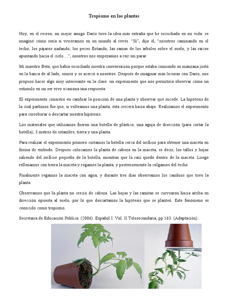 Hoja De Trabajo Sobre El Tropismo De Las Plantas LIBRO PEDIA Ciencias