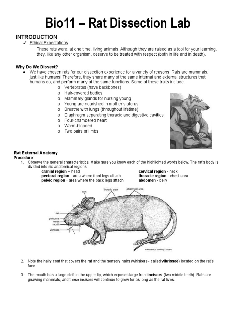 Rat Dissection Lab Updated | PDF | Small Intestine | Pancreas