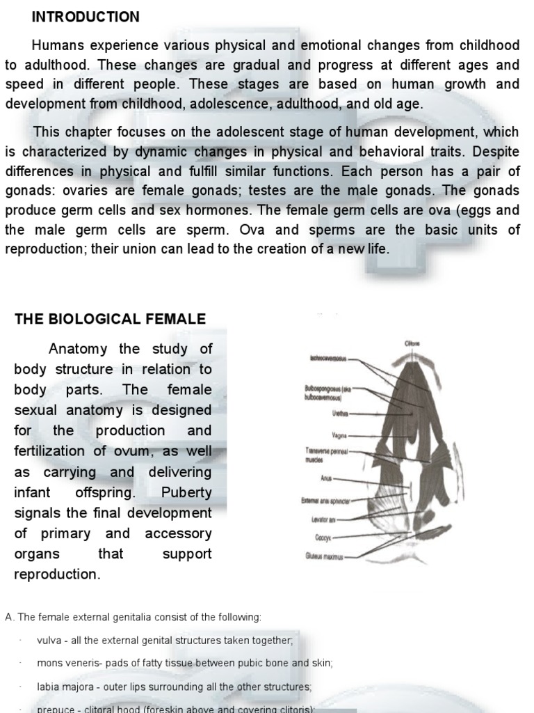 The Physical and Biological Changes of Female Adolescence | PDF