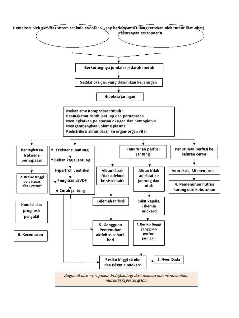 Patofisiologi Anemia | PDF