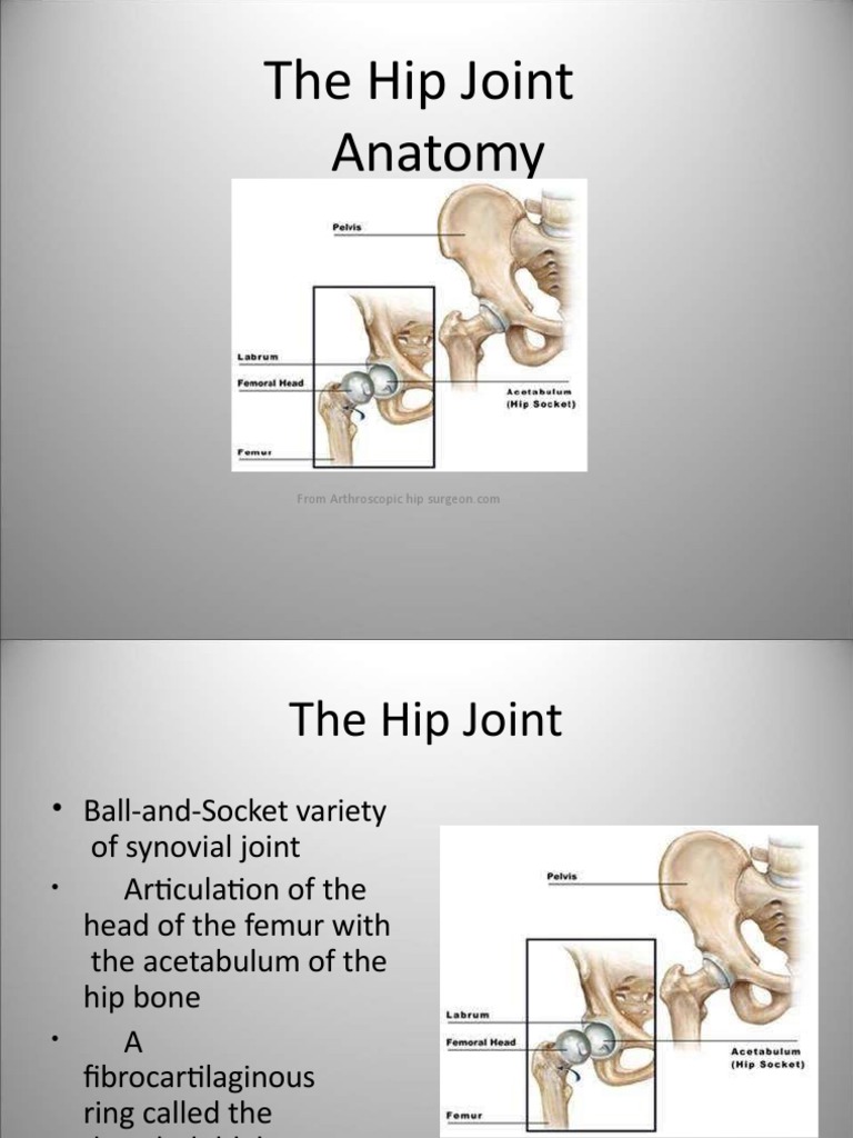 Hip Joint Anatomy and Function | PDF | Hip | Limbs (Anatomy)