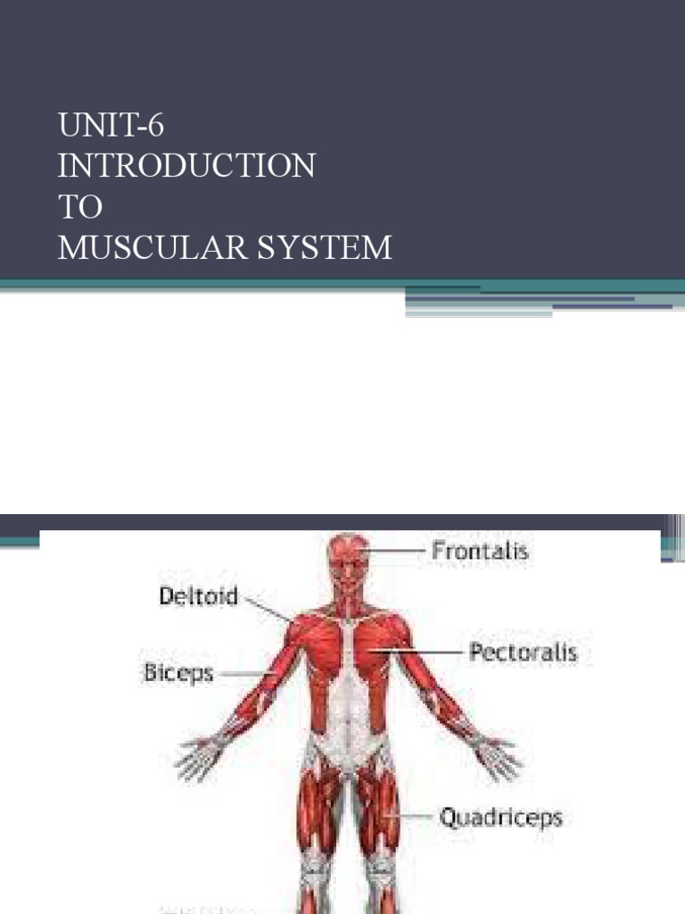 UNIT-6 Muscular System | PDF | Neuromuscular Junction | Muscular Dystrophy