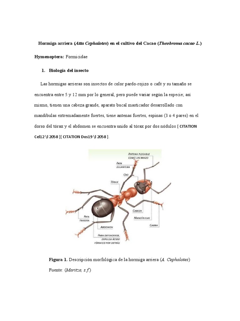 Hormiga Arriera en El Cacao | PDF | Hormiga | Insectos