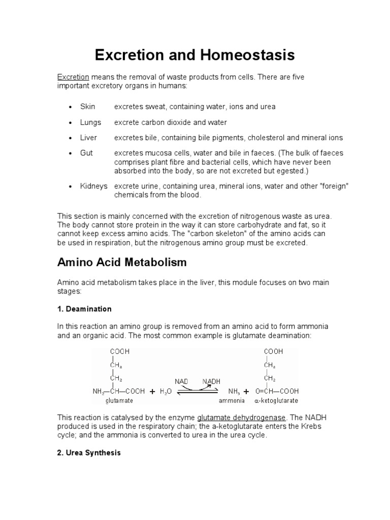 Human Excretory System Overview | PDF | Kidney | Homeostasis