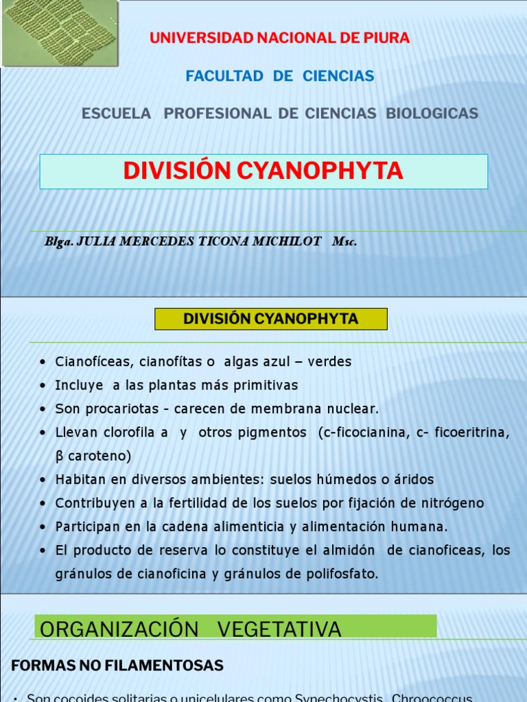 División Cyanophyta | PDF | Cianobacterias | Algas