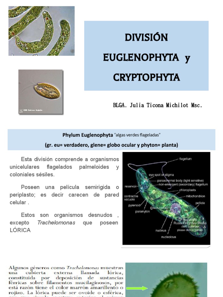 DIVISIÓN EUGLENOPHYTA y CRYPTOPHYTA | PDF